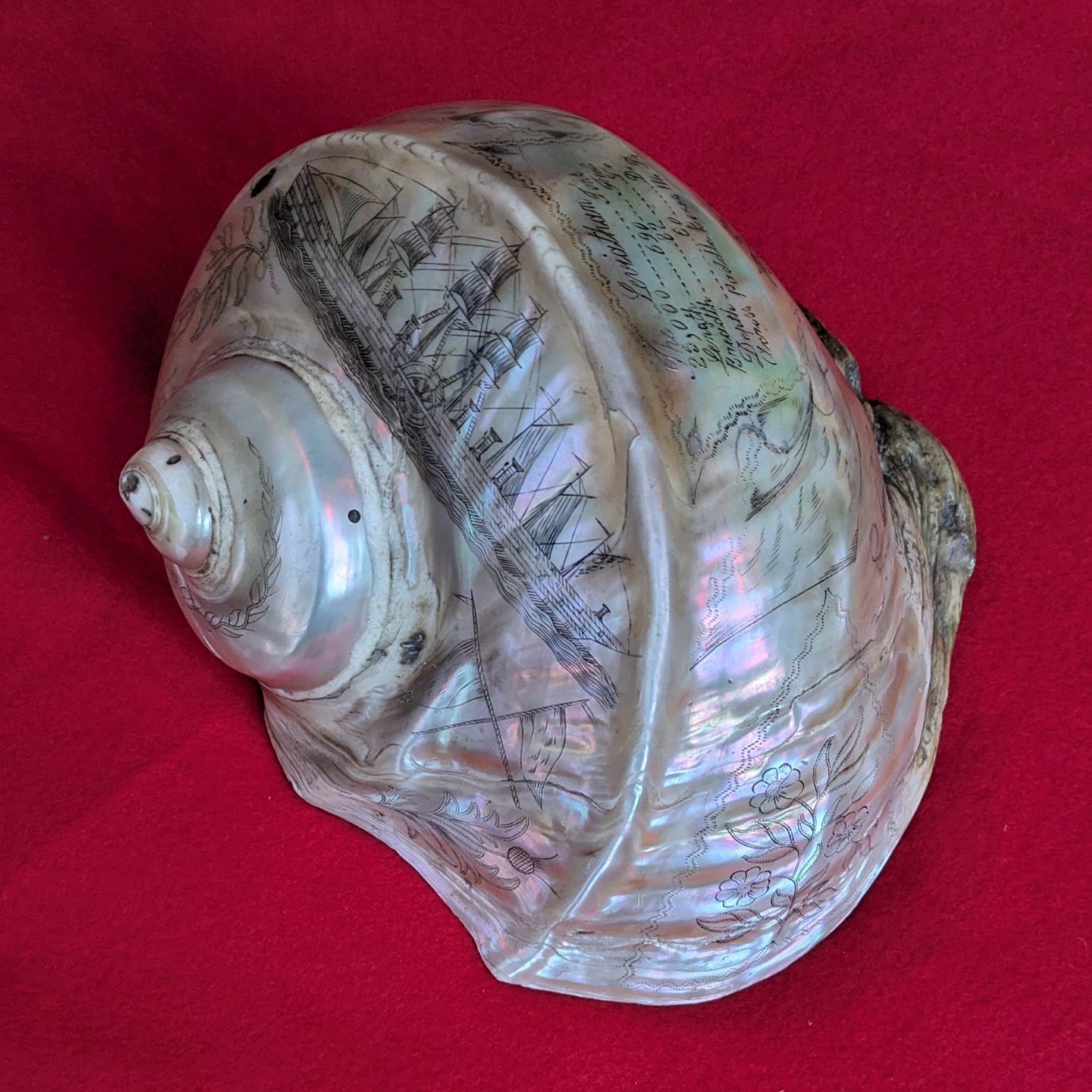 'Leviathan' Scrimshaw Shell - Brunel Museum